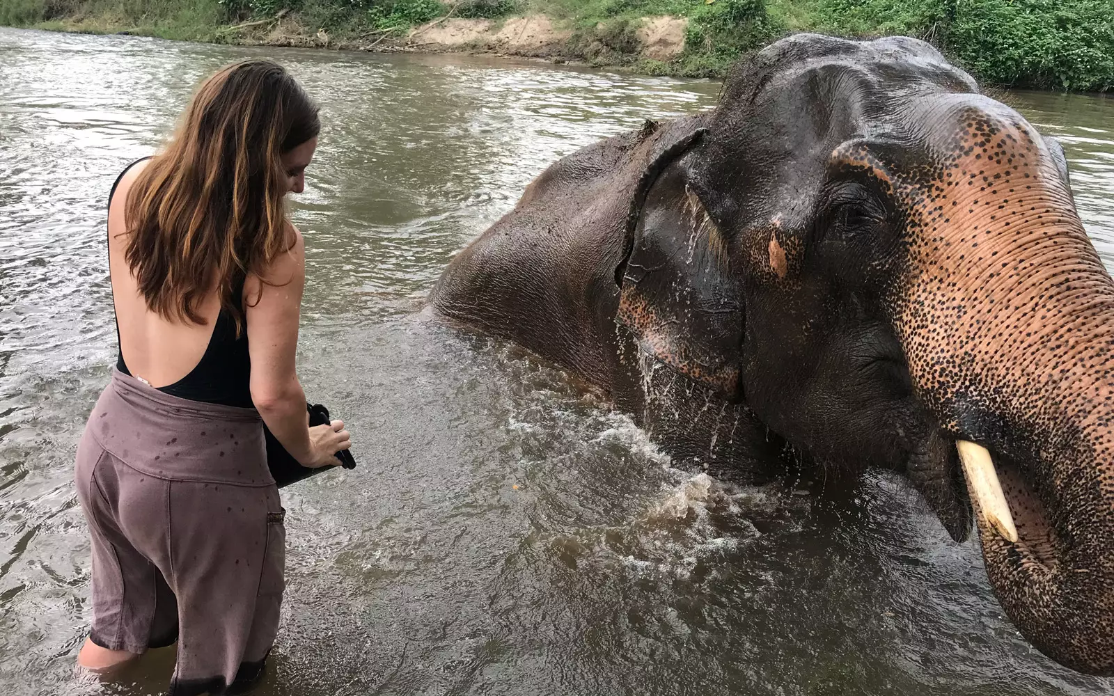 parco naturale degli elefanti in Tailandia