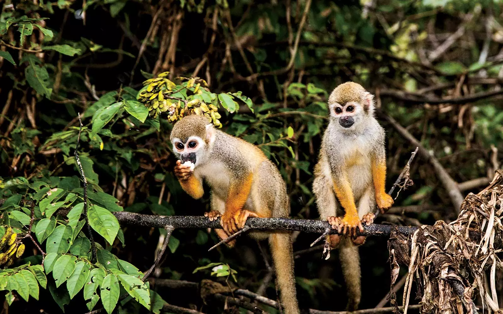 Iimfene zikanomatse eAmazonia, eBrazil