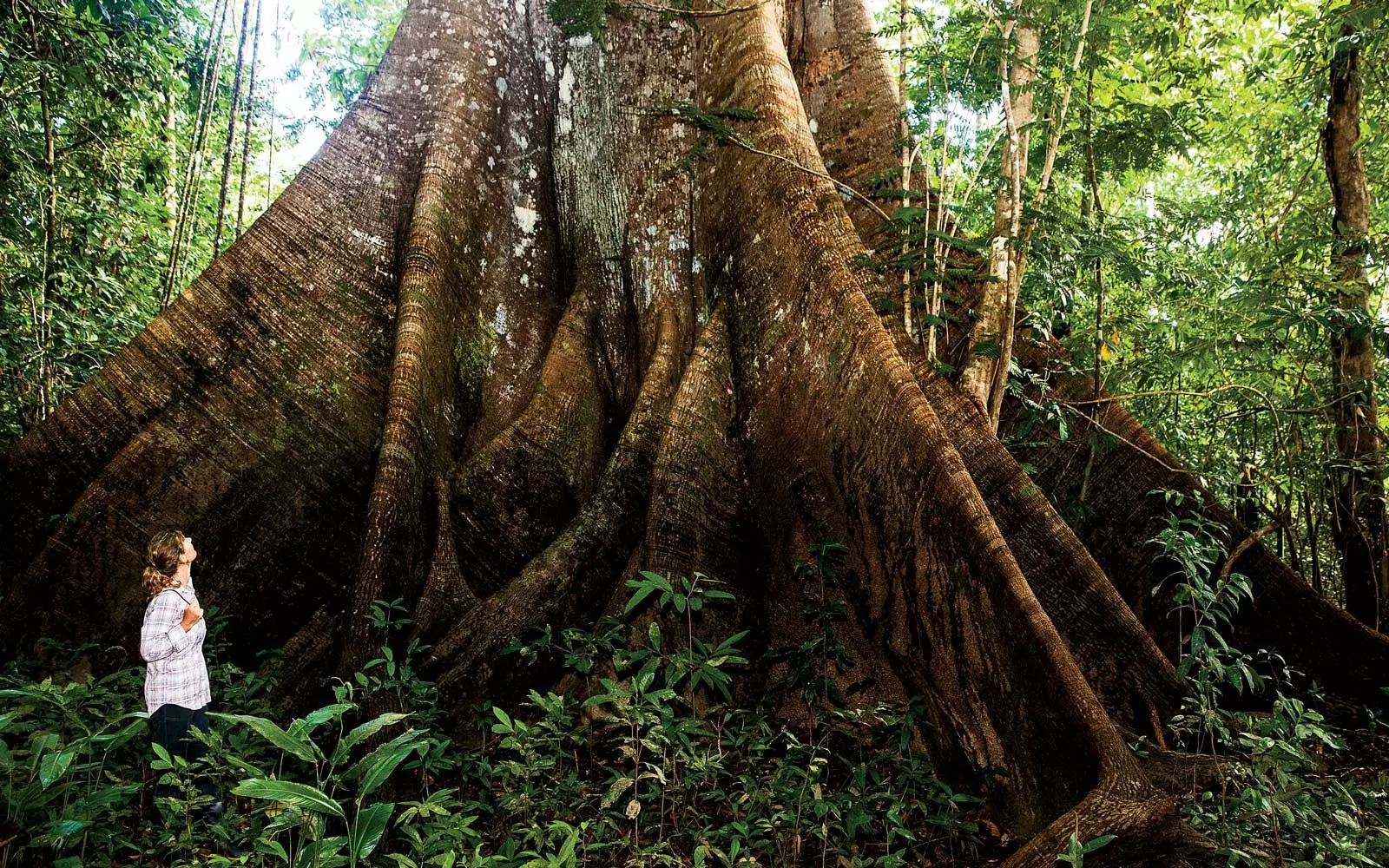 Umthi weCeibo, eBrazil