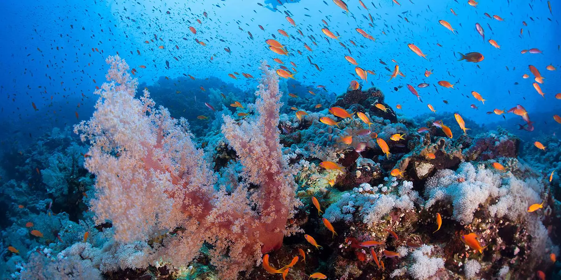 專業潛水員稱，全球最值得探索的 5 個珊瑚礁