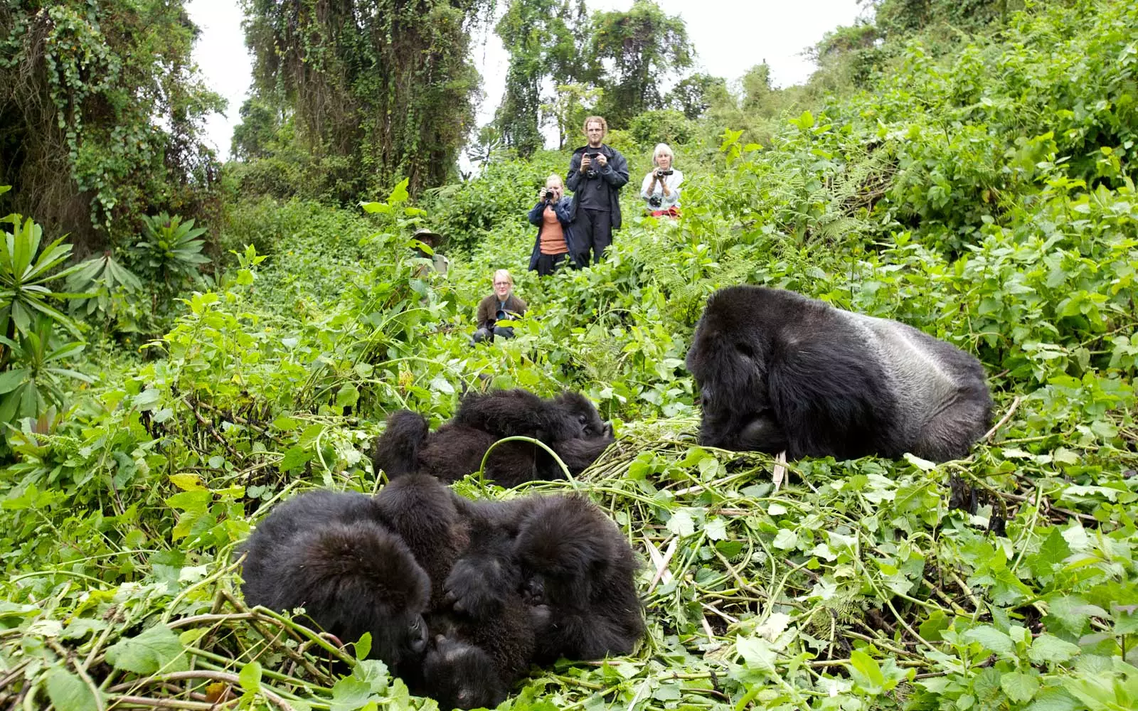 Turasóirí ag faire ar Mountain Gorillas (beringei beringei) agus iad ag scíthe i imréitigh tar éis beathú. Sléibhte Virunga, Páirc Náisiúnta Bolcán, Ruanda