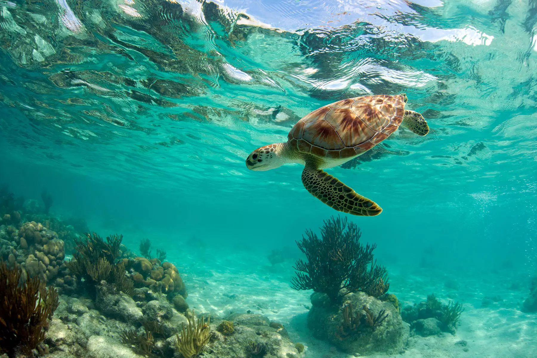 Zelena morska kornjača iznad koraljnog grebena pod vodom u Akumalu, Riveria Maya, Meksiko.