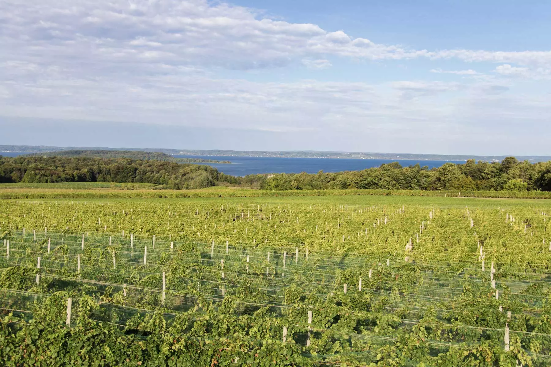 Vresht në Gadishullin e Misionit të Vjetër në Traverse City Michigan, një zonë e njohur për verën e saj lokale.