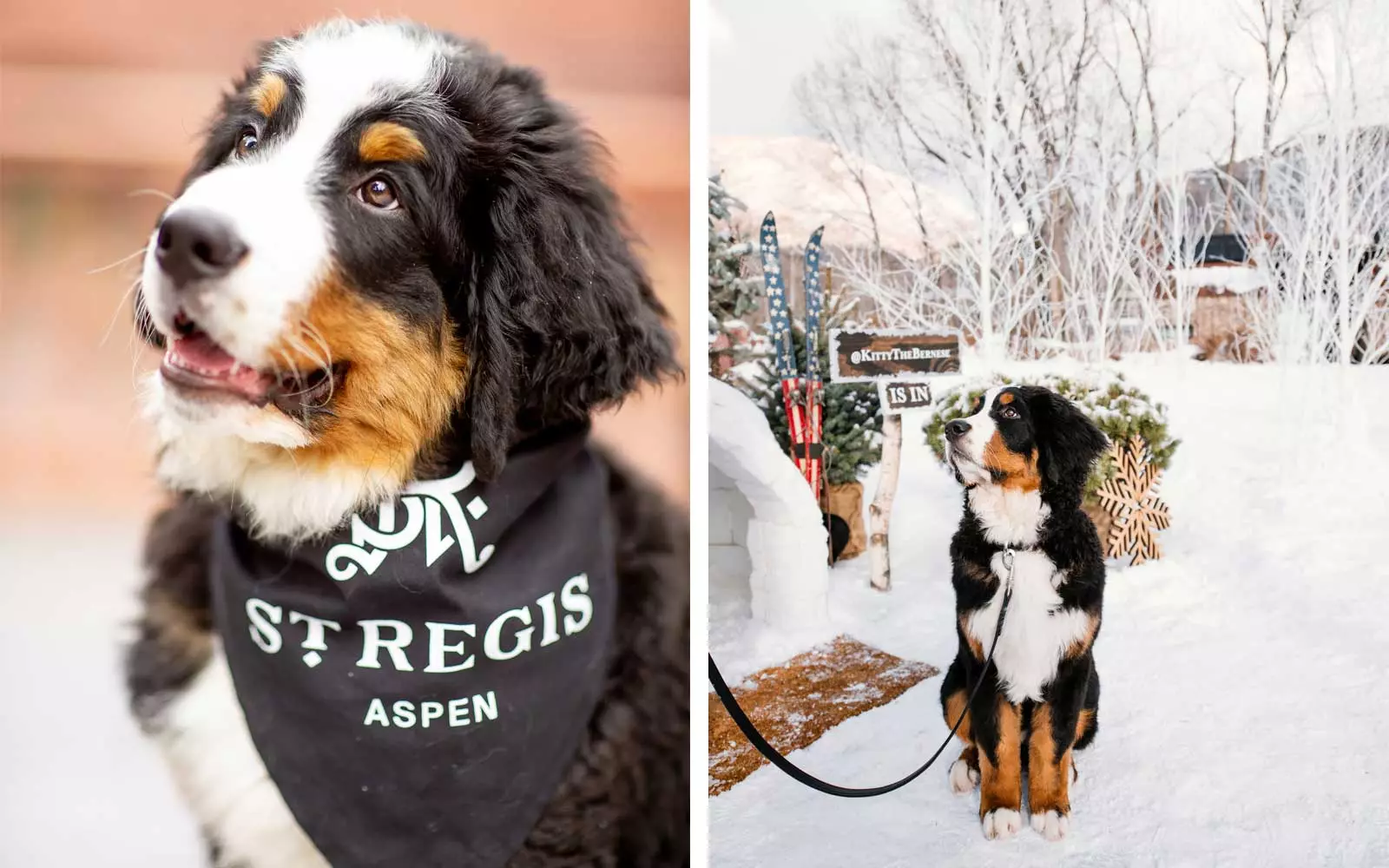 St. Regis Aspen's Burmese Resident Fur Enyi, Kitty