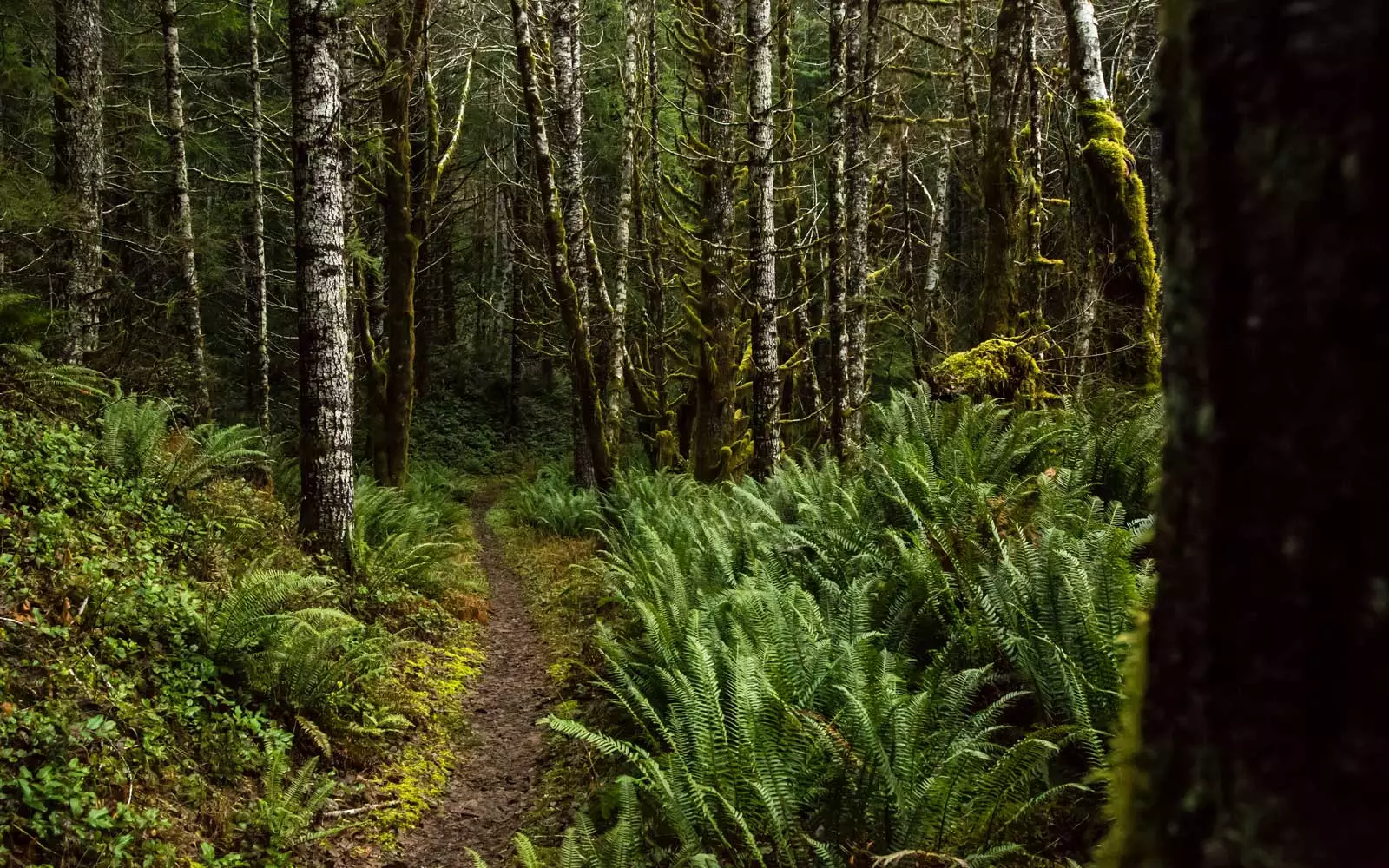 Tillamook State Forest, í Oregon, þar sem talið er að Bigfoot reiki