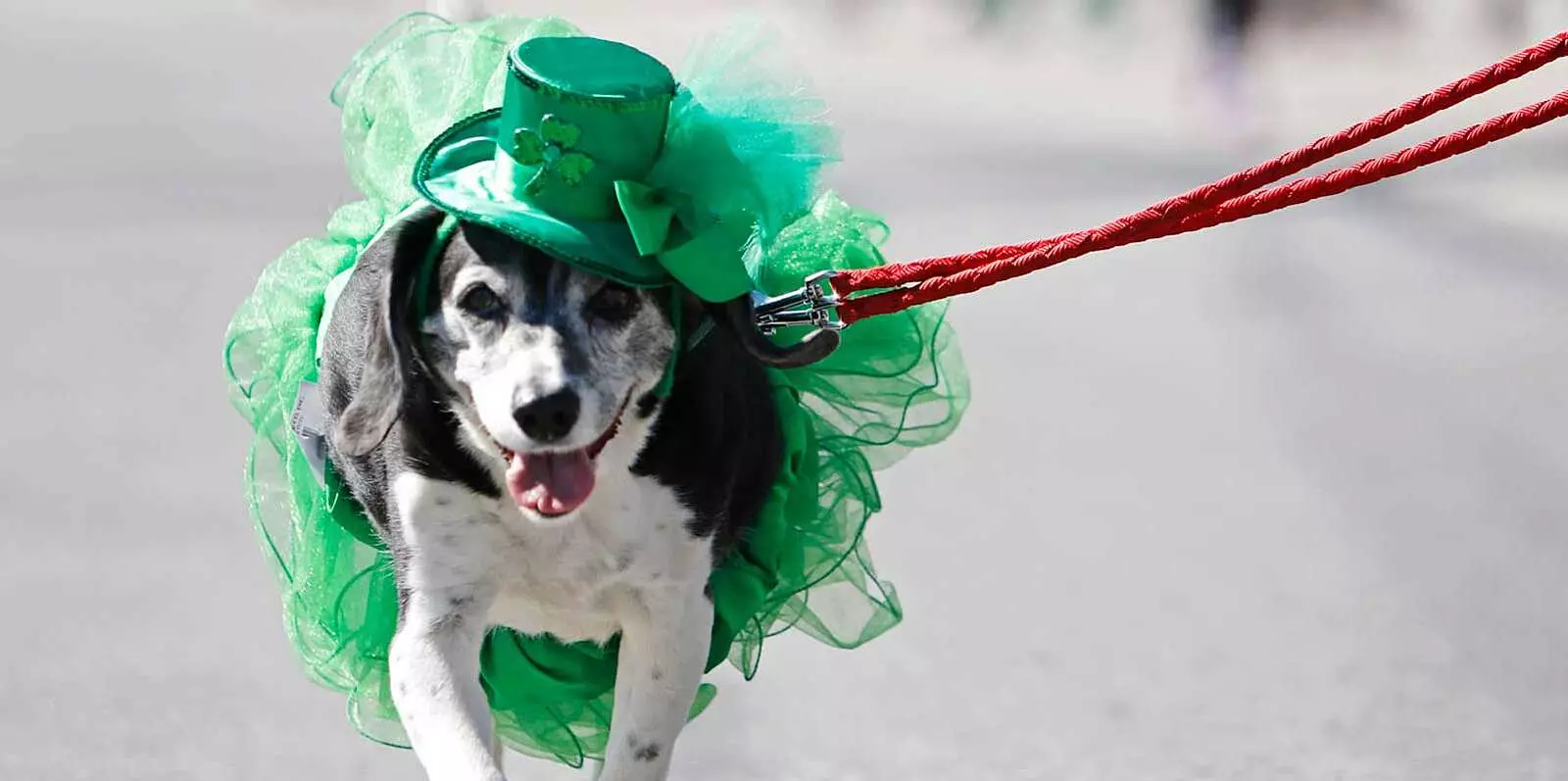 Die 55 besten Bildunterschriften zum St. Patrick's Day für Ihre Instagram-Posts