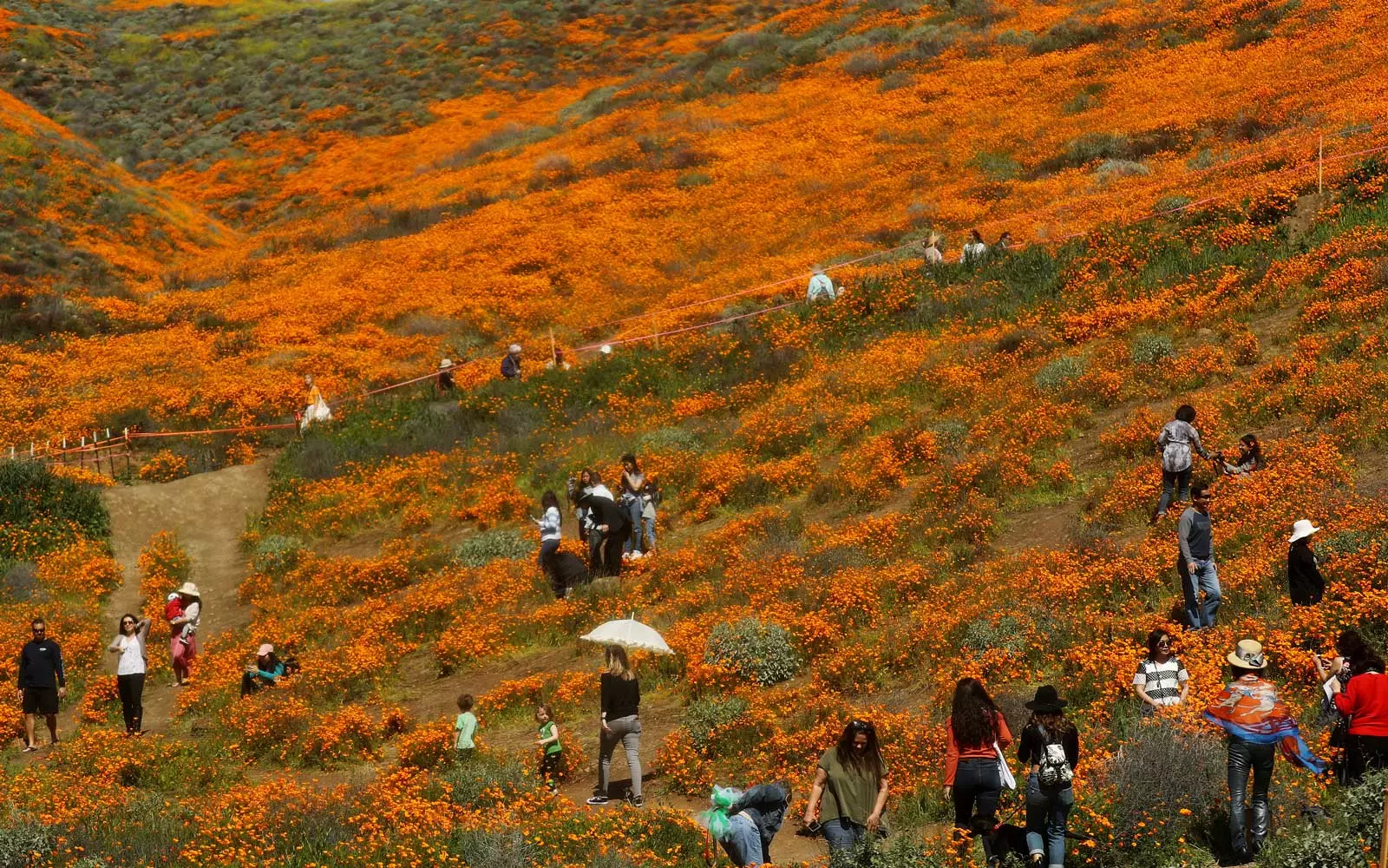 Wong-wong ngunjungi 'super bloom' poppies liar sing nutupi bukit Walker Canyon tanggal 12 Maret 2019 cedhak Lake Elsinore, California.