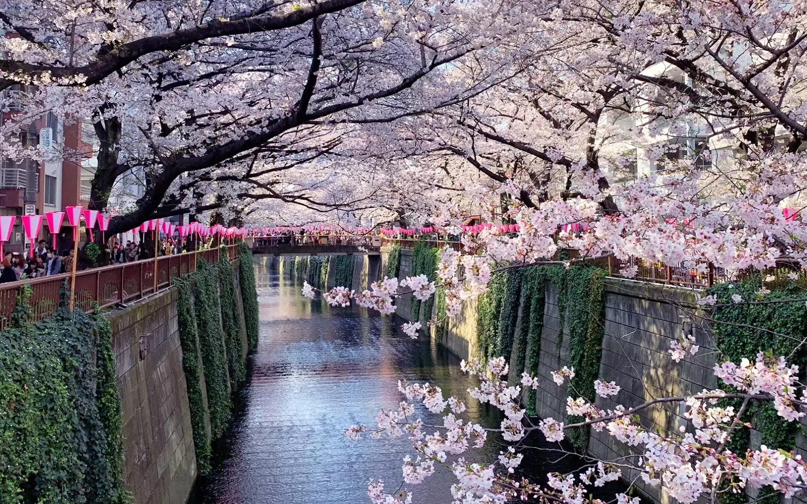 Cherry Blossoms nan Japon