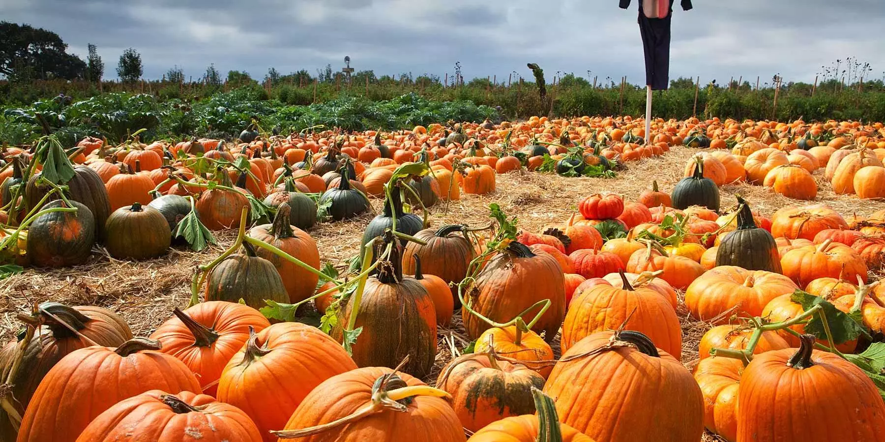 Est-il sécuritaire d'aller faire des bonbons, cueillir des pommes et plus encore cet automne ? Voici ce que les experts ont à dire