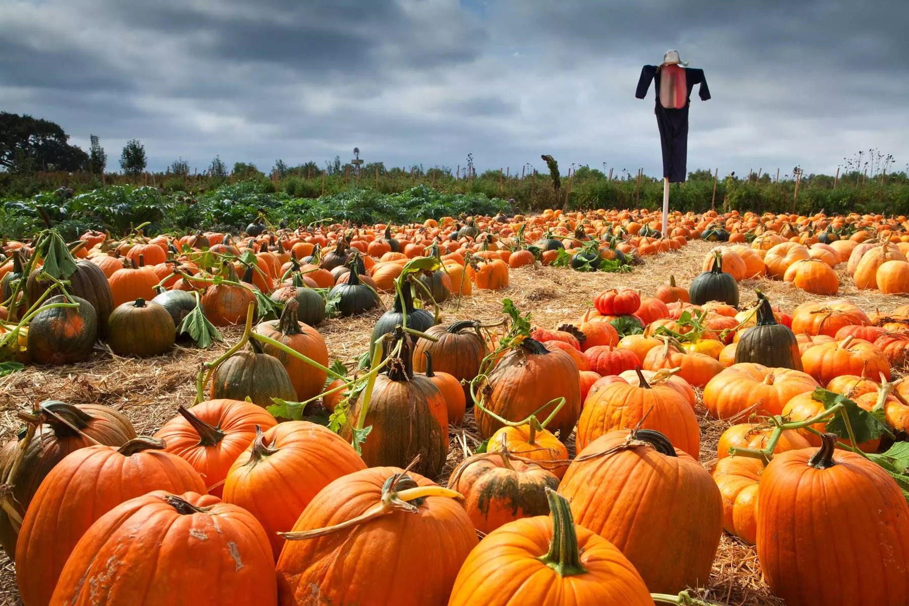 Espantalho, abóbora de Halloween, Vale de Santa Ynez, Califórnia