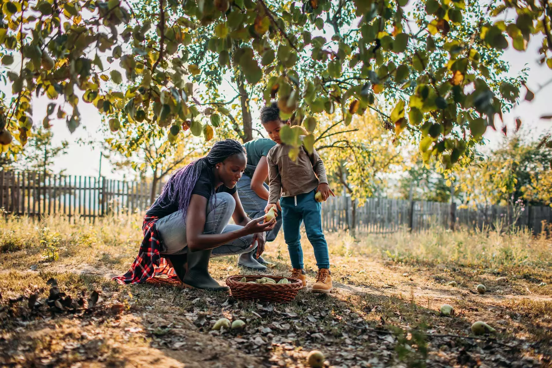 Mulher negra e seu filho colhendo maçãs no pomar um outono