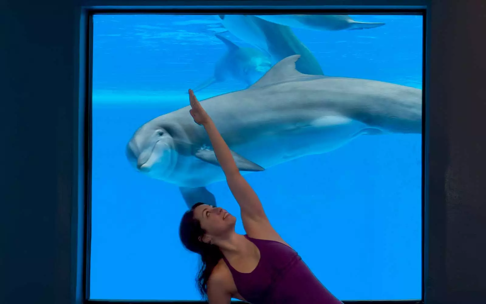 Мираж одморалиште Лас Вегас, делфини Светилиште