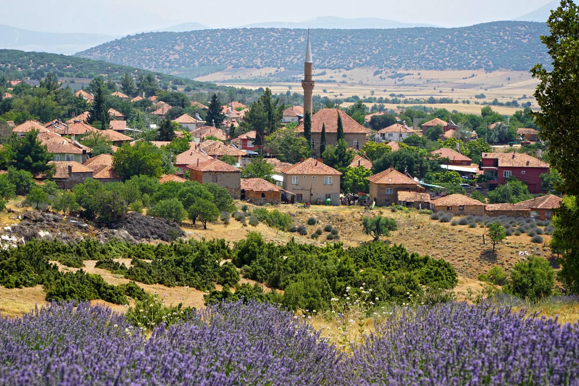 Villaggio della lavanda della Turchia