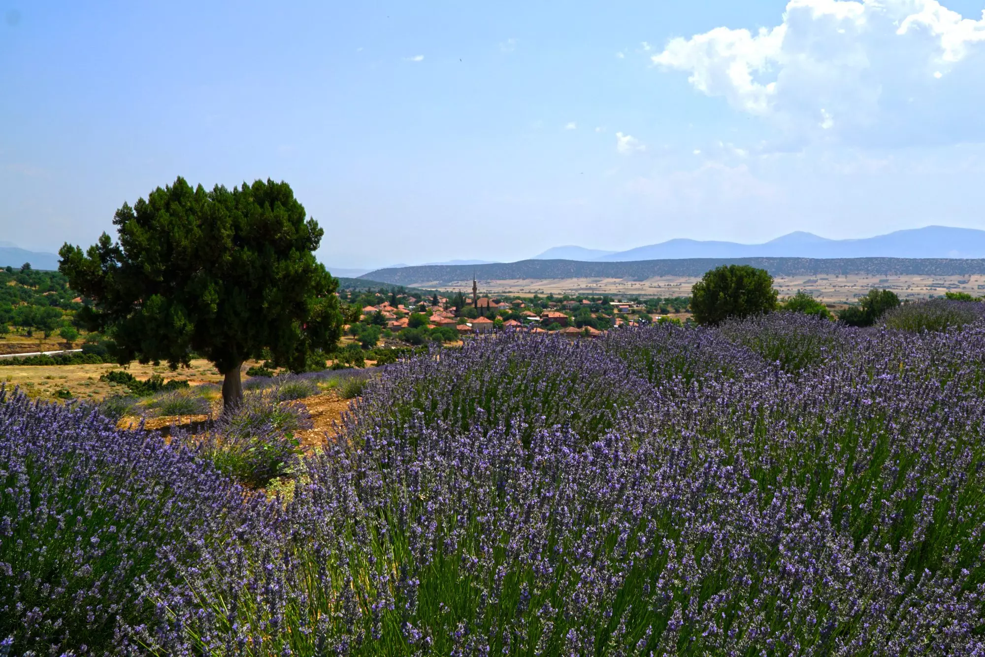 Villaggio della lavanda della Turchia