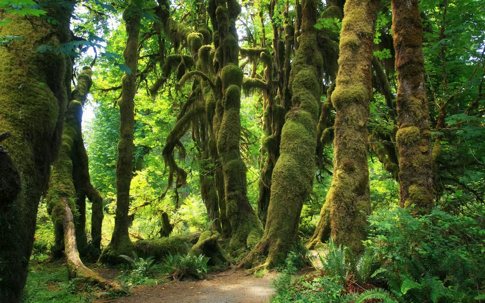 ABD Ulusal Parklarını ziyaret edin