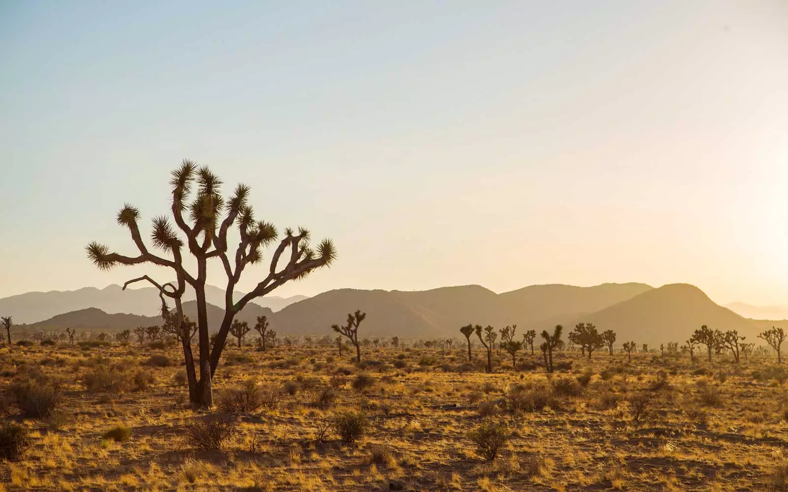 Shanyira U.S. National Parks