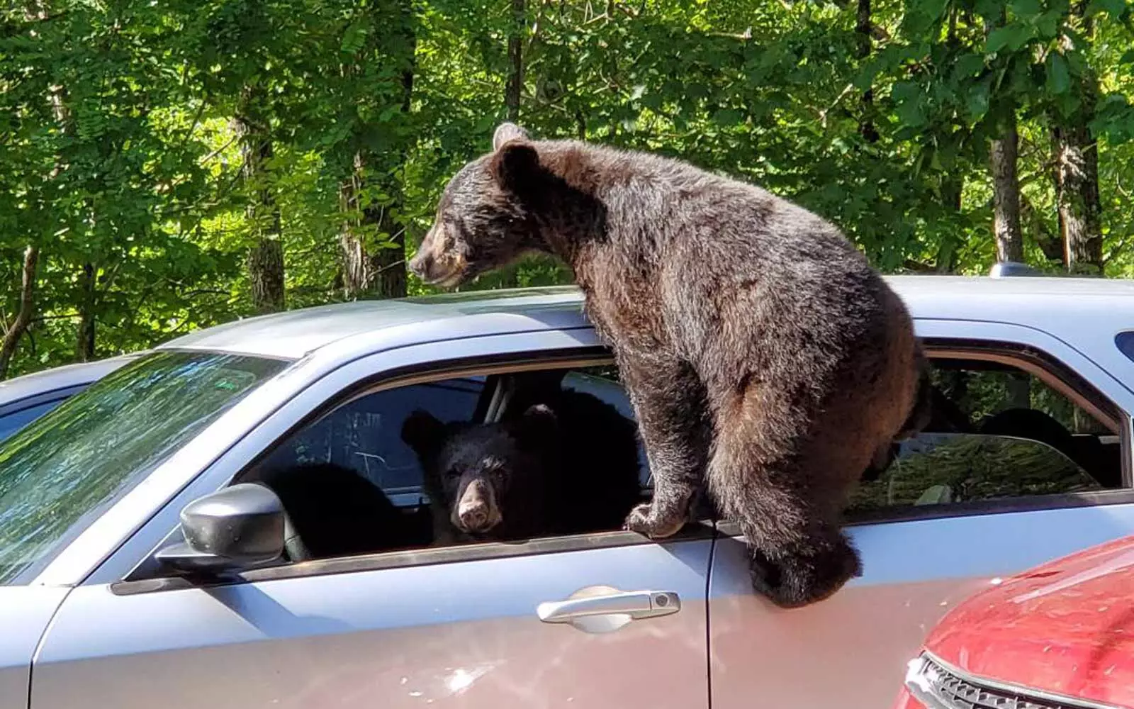 Umakyat ang mga oso sa kotse sa Gatlinburg, TN