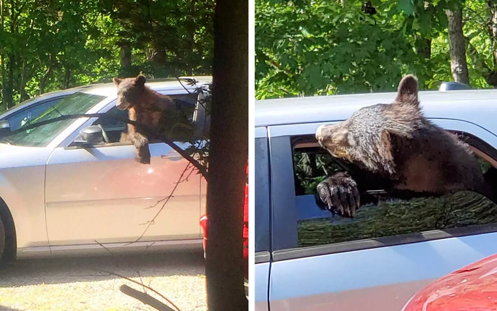 Umakyat ang mga oso sa kotse sa Gatlinburg, TN