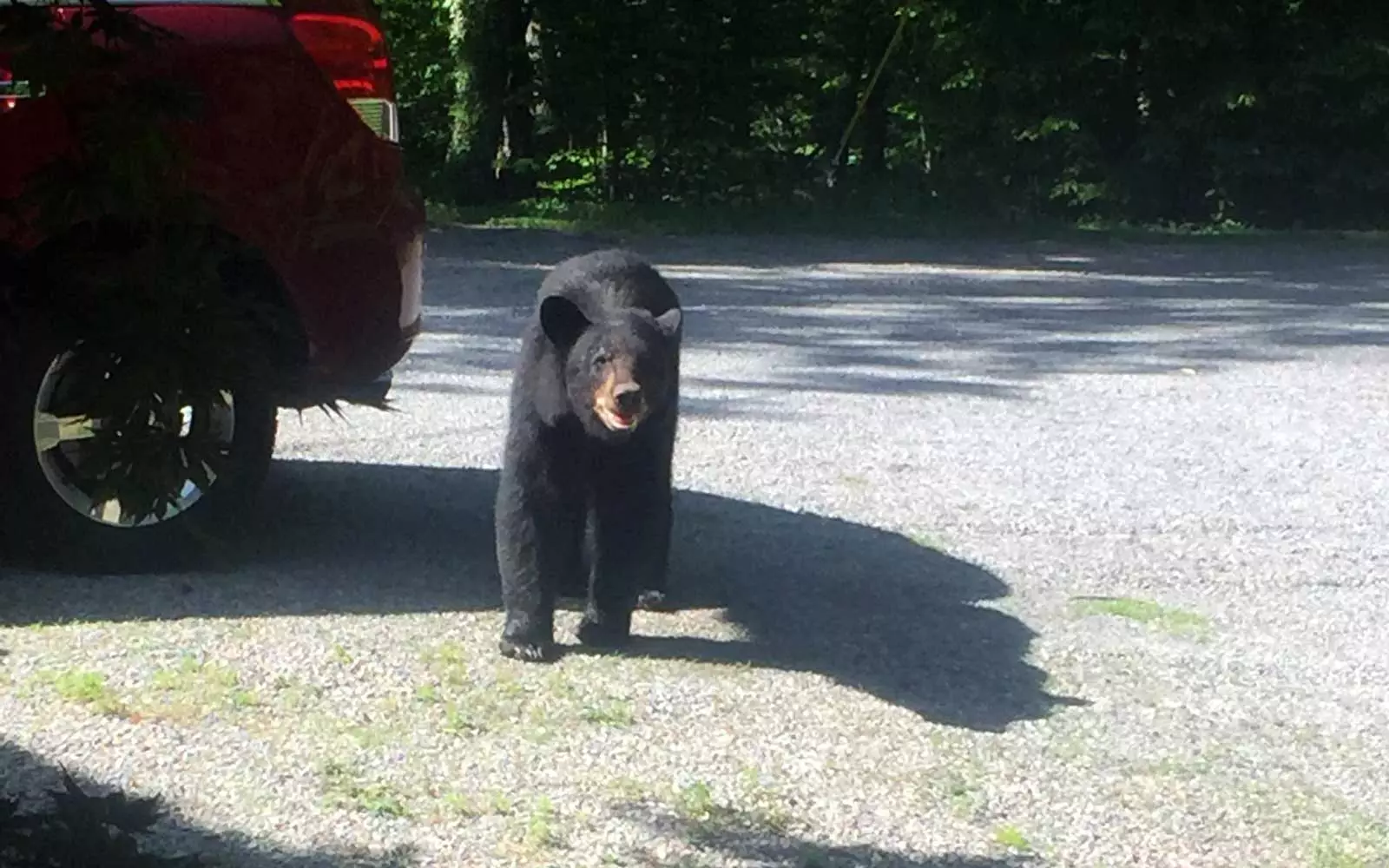 Umakyat ang mga oso sa kotse sa Gatlinburg, TN