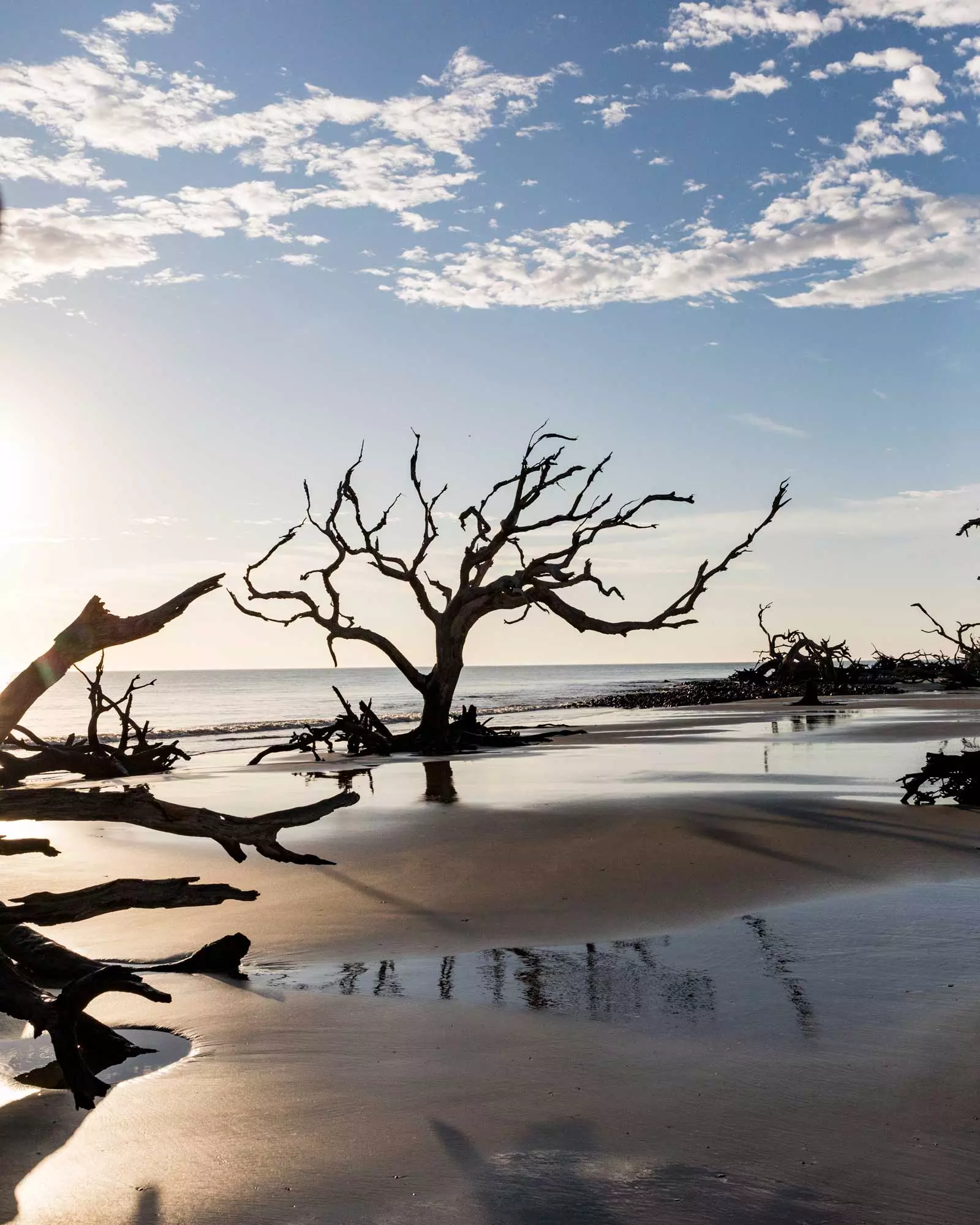 Naplavené dříví na pláži v Jekyll Island, Georgia