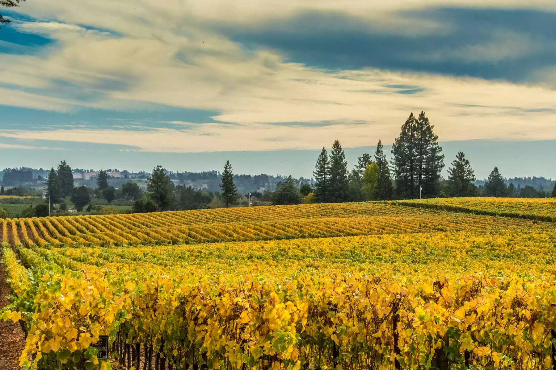 Ladang anggur musim luruh Sonoma County California di Sebastopol CA.