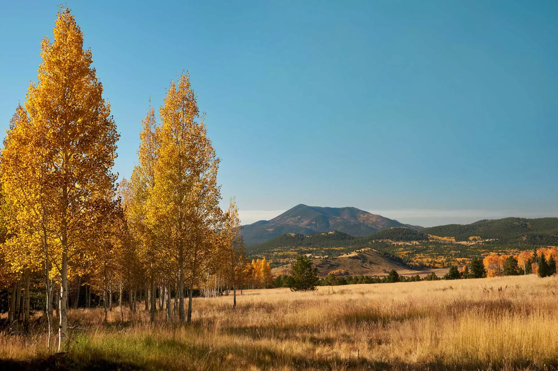 Sonbaharda Wheeler Peak, Flagstaff, AZ'de titrek kavak