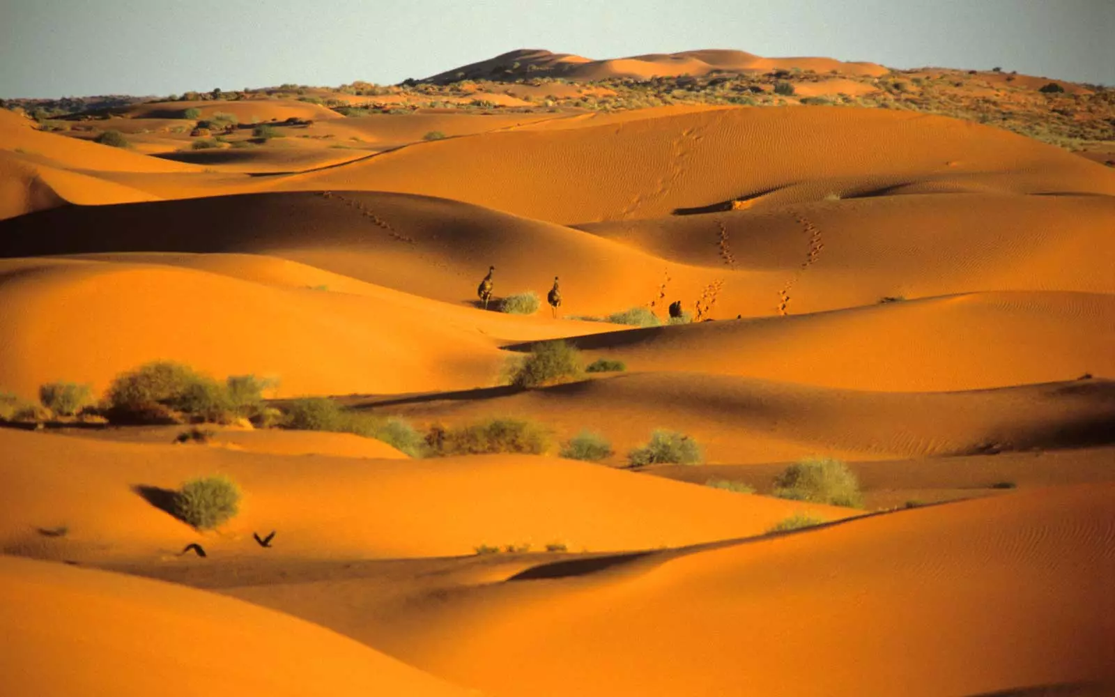 Sturt Stony Desert u Australiji