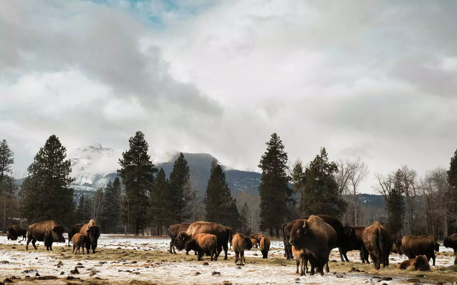 Triple Creek Ranch yn Montana