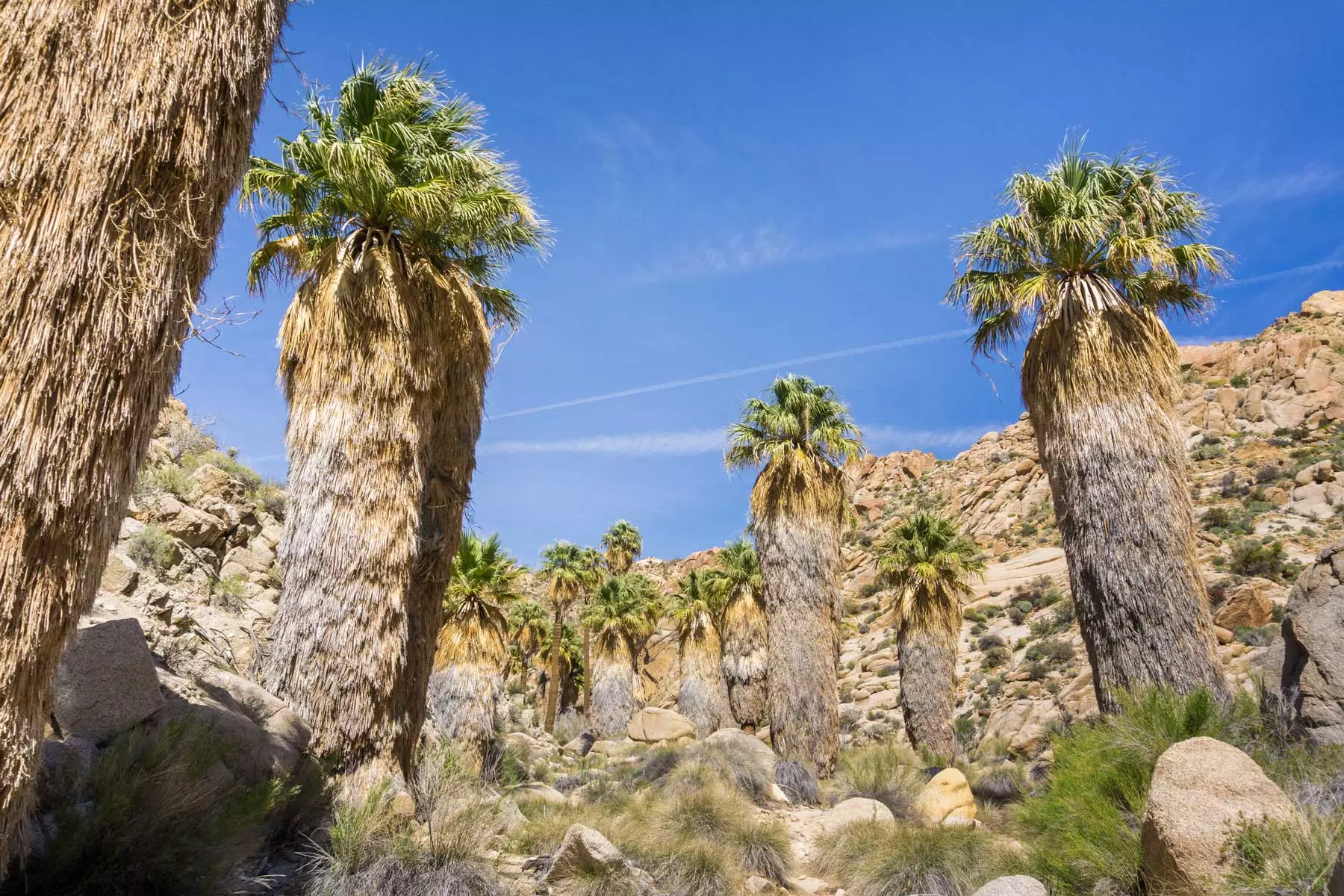 Fan Palm Trees (Washingtonia filifera) في Lost Palms Oasis ، بقعة مشهورة للمشي لمسافات طويلة ، حديقة جوشوا تري الوطنية ، كاليفورنيا