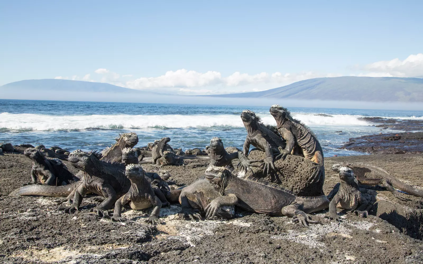 Galapagos adalary