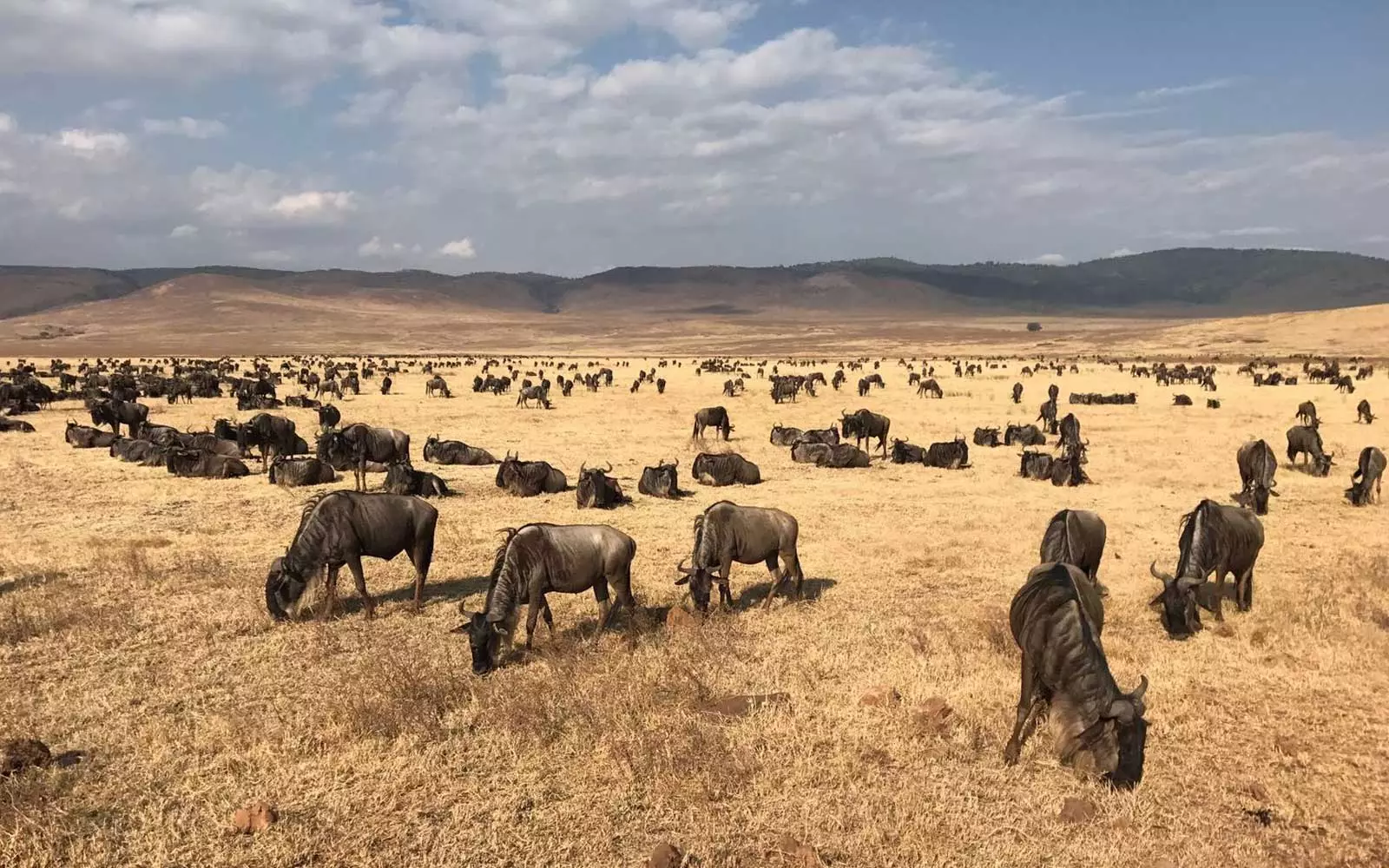 Wildebeests með Africa Adventure Consultants