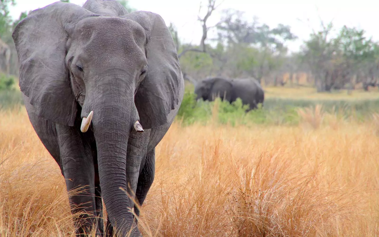 Elefant med resor bortom