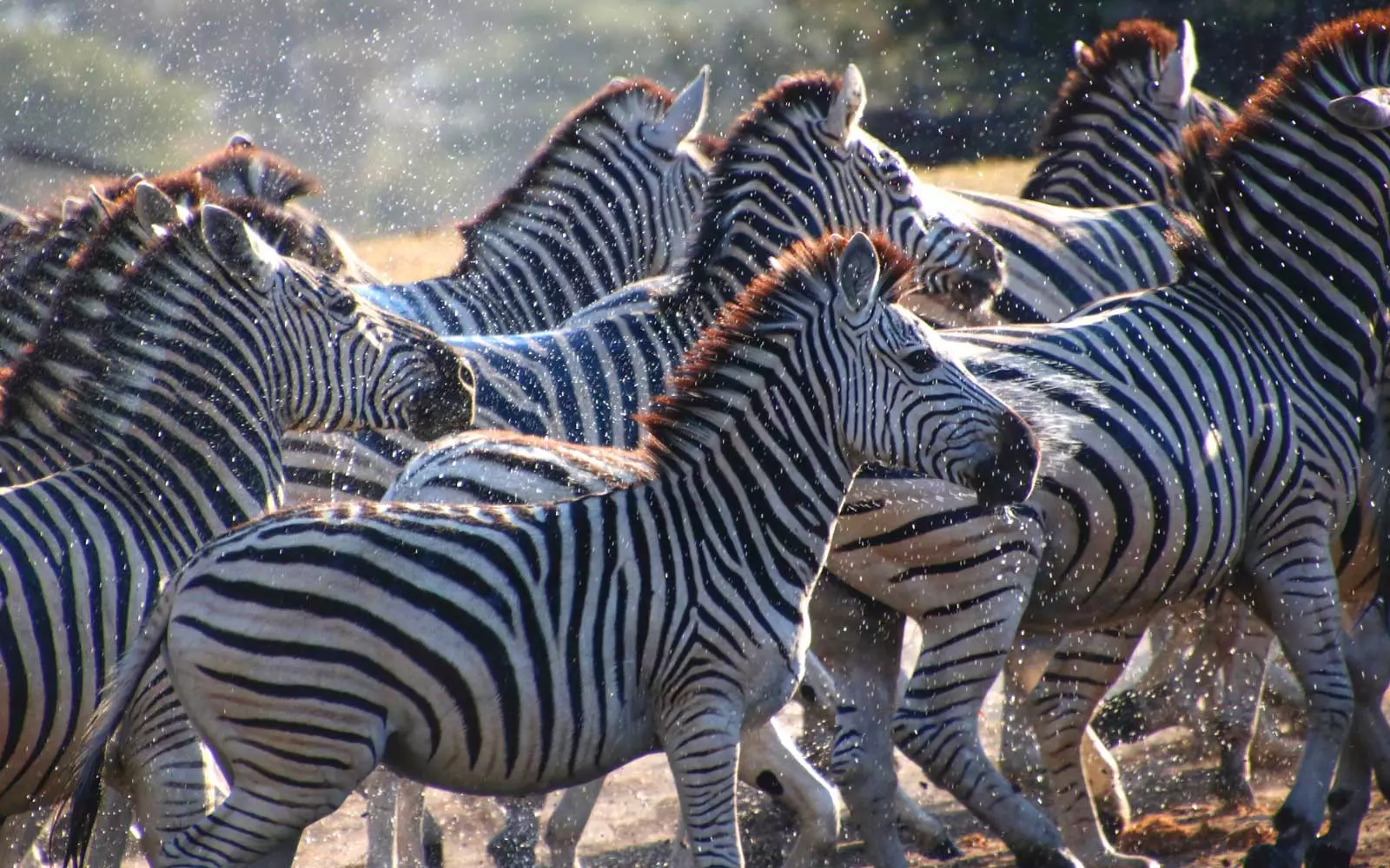 Breathnú séabra le Safaris níos doimhne san Afraic