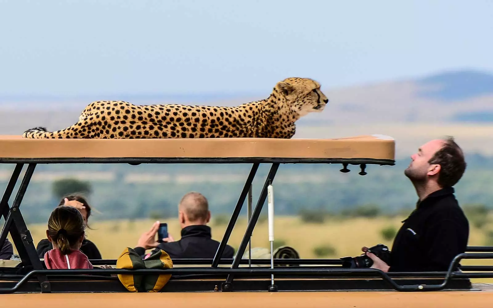 Cheetah nwere Micato Safaris