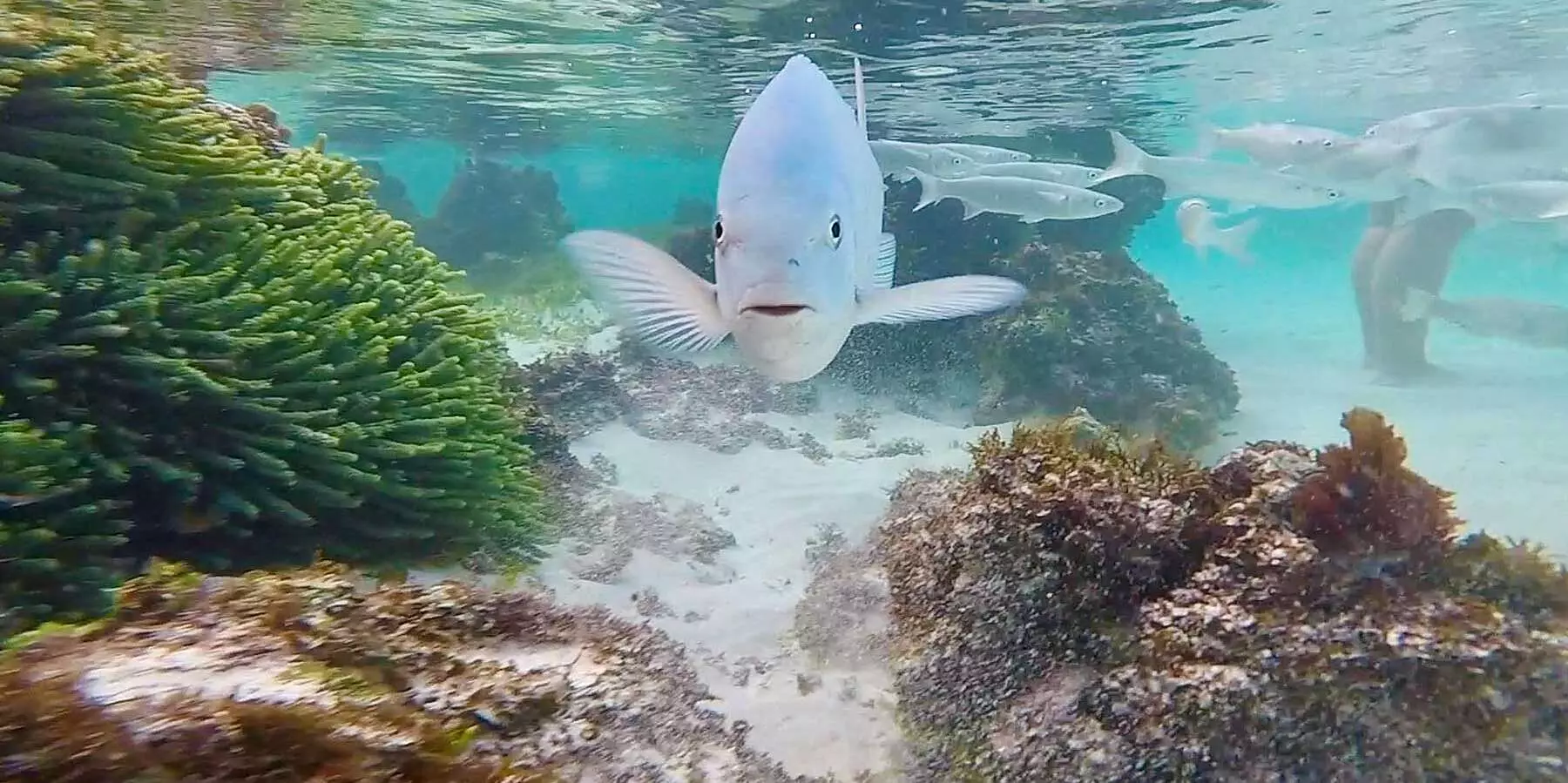 Hvernig sóló stafræn detox á Lord Howe Island hjálpaði mér að endurheimta einbeitinguna