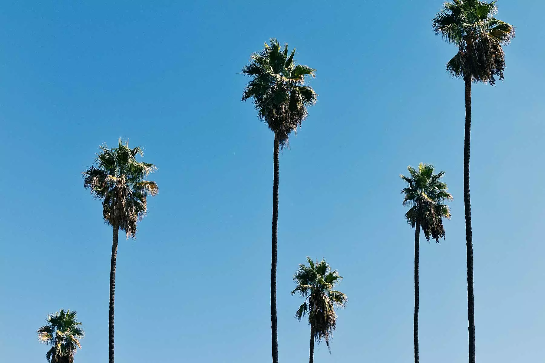 Pokok plam kurus tinggi menentang langit biru jernih