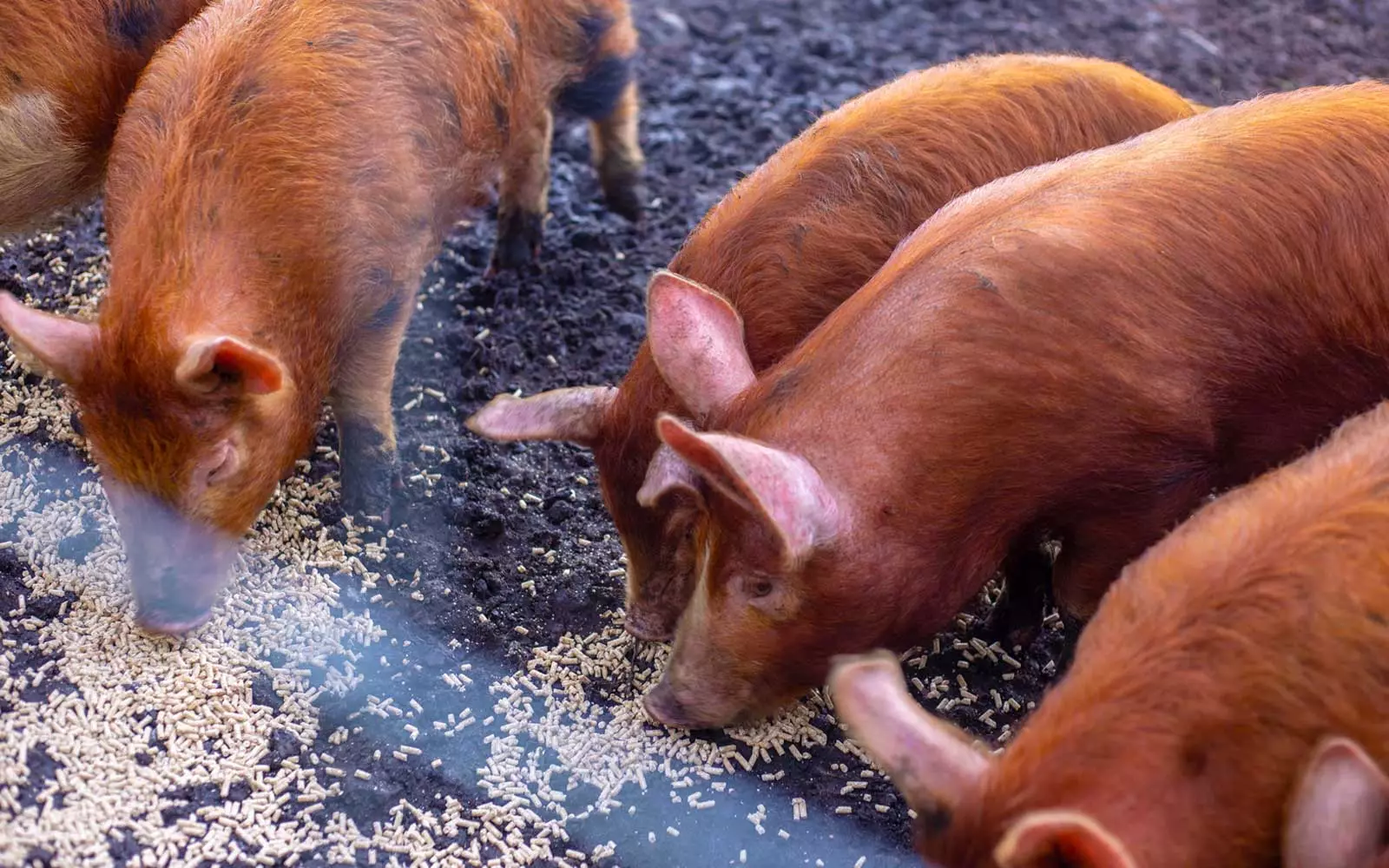 Ang mga baboy gitago sa nataran sa Glen Affric Estate.