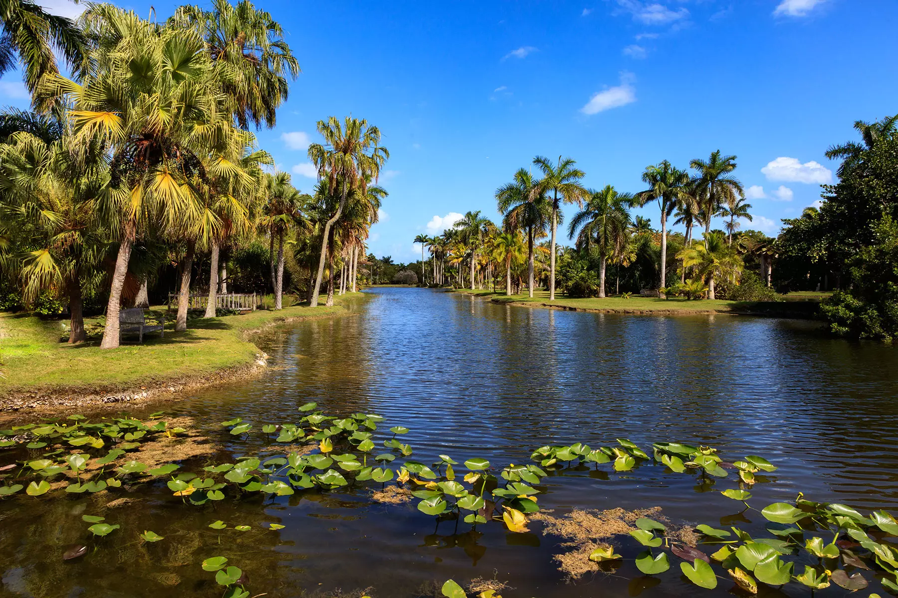 Eng og dam i Fairchild Tropical Botanic Garden, Florida, USA