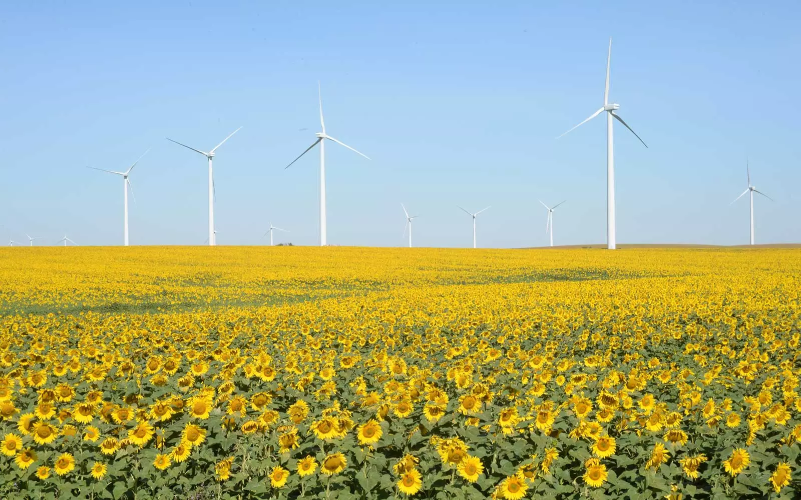 Sunflower Super Bloom - داکوتای شمالی