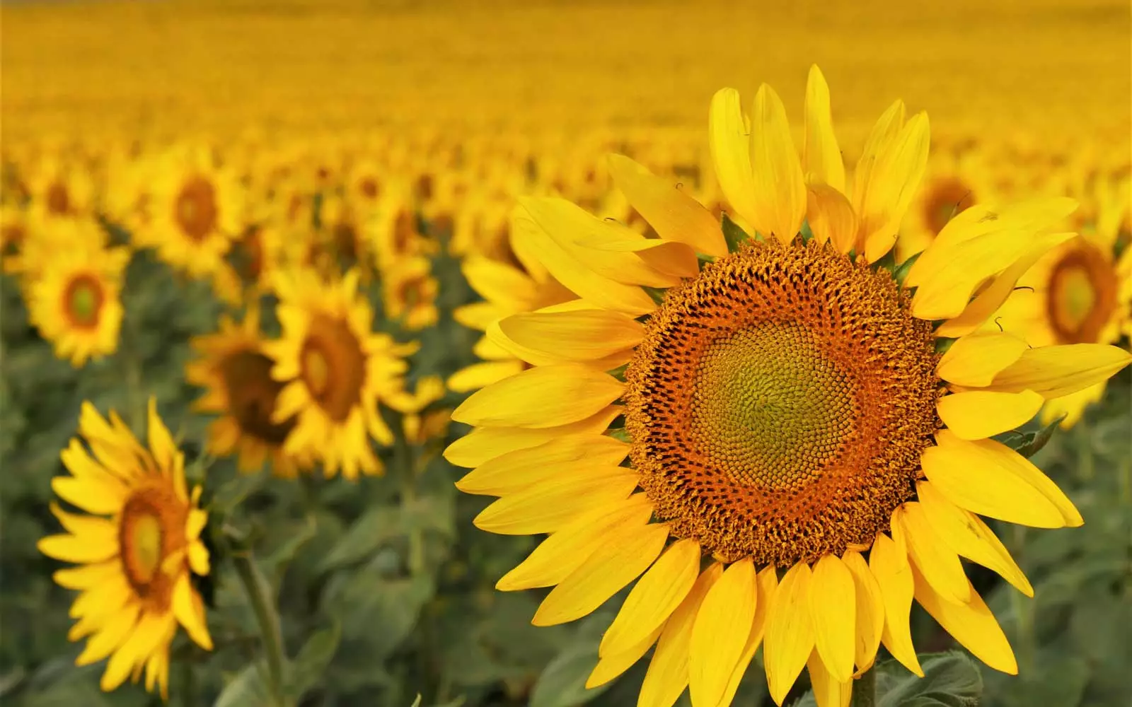 Sunflower Super Bloom - Severna Dakota