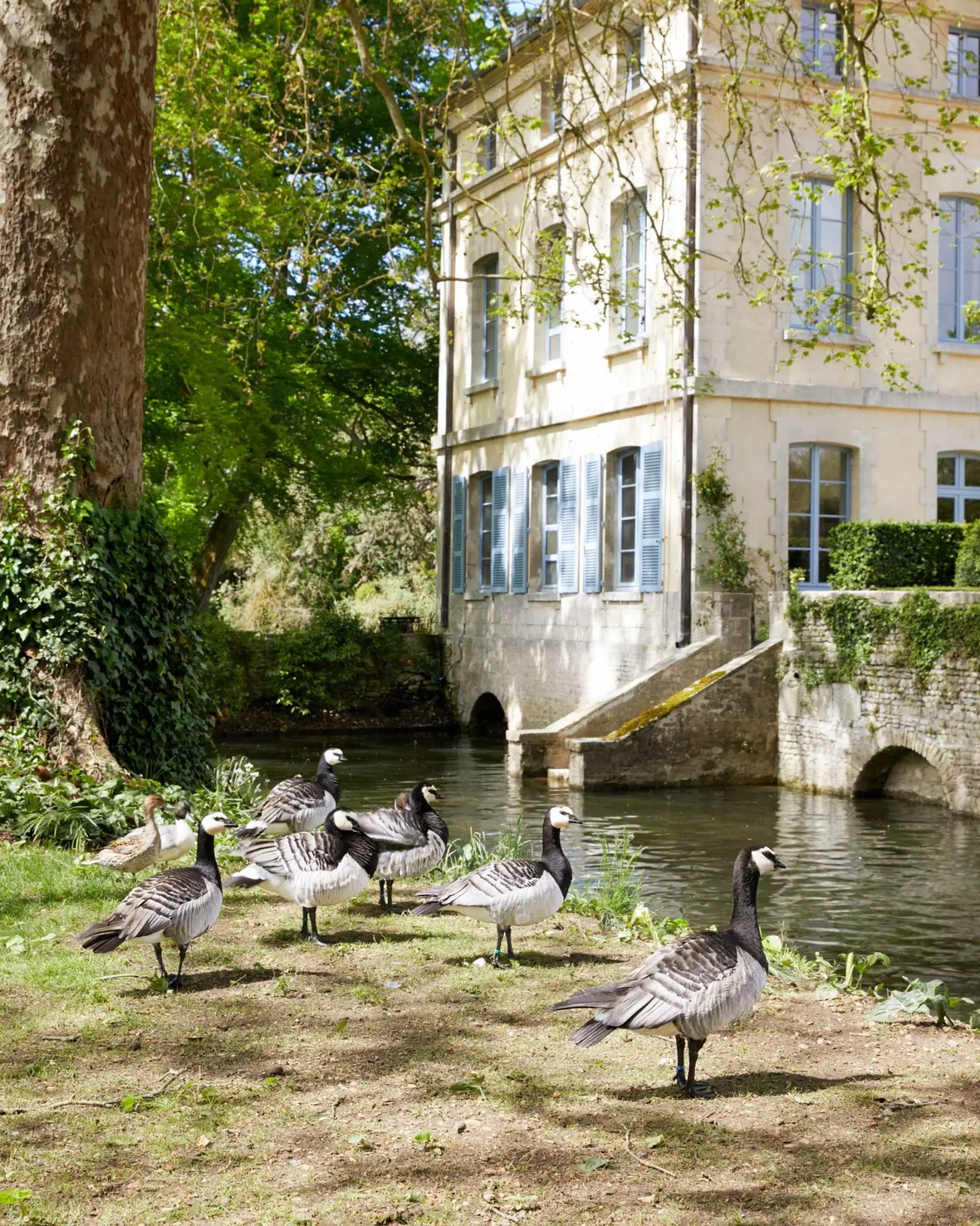 Geese ຈາກໂຮງແຮມ Domaine de Primard ໃນປະເທດຝຣັ່ງ