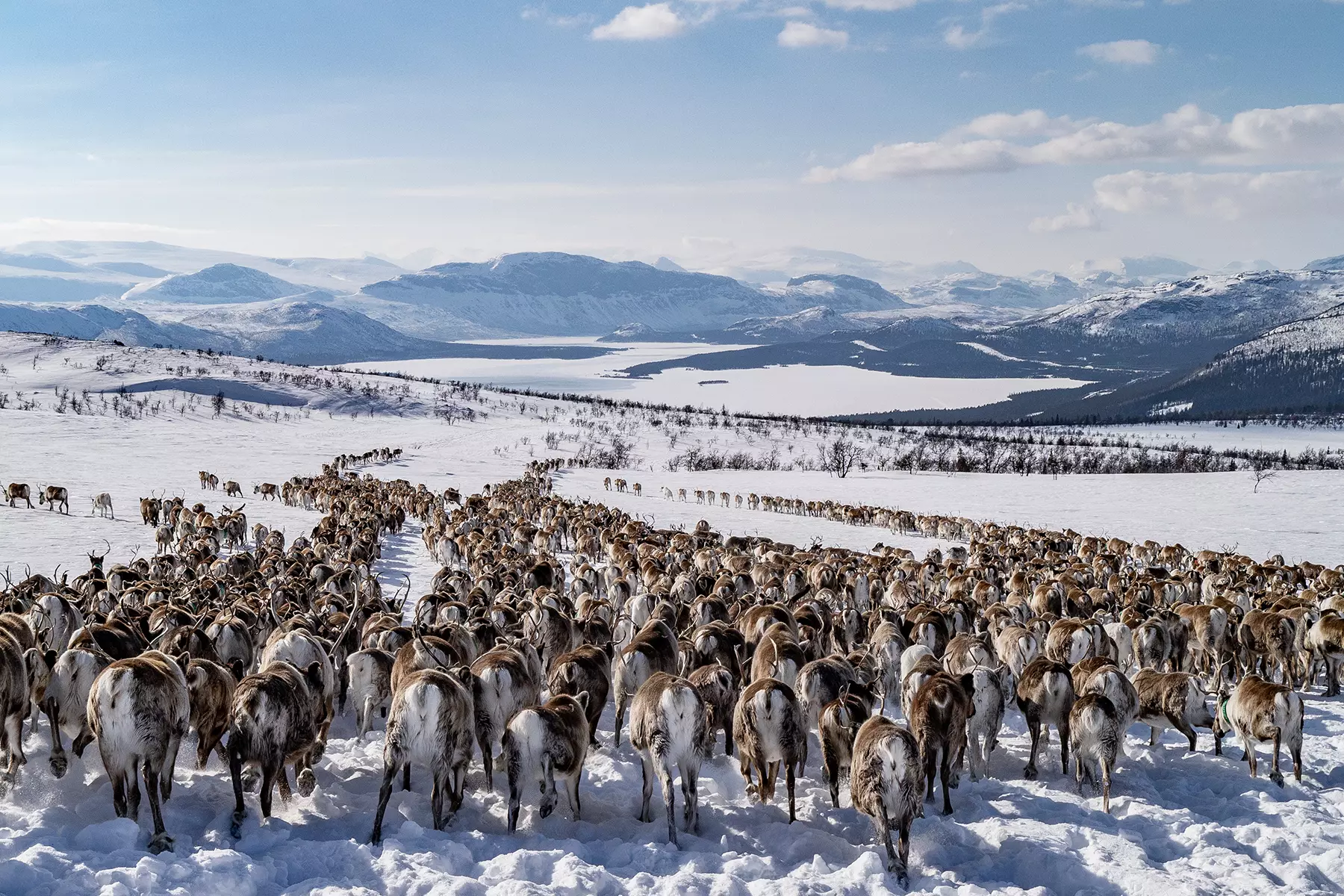 Kufuga reindeer huko Lapland ya Uswidi