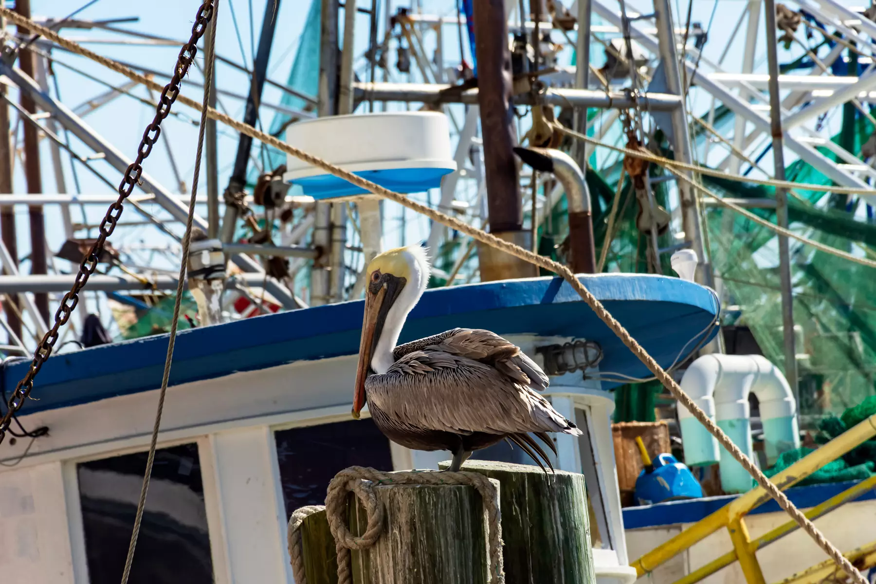 Pelican en un pilón cerca de los barcos camaroneros en Biloxi, Mississippi