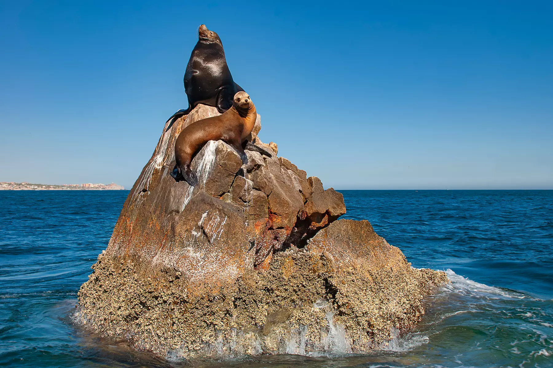 Oroszlánfókák sütkéreznek a napon a Lands végén, a Cabo San Lucas üdülőhelyén