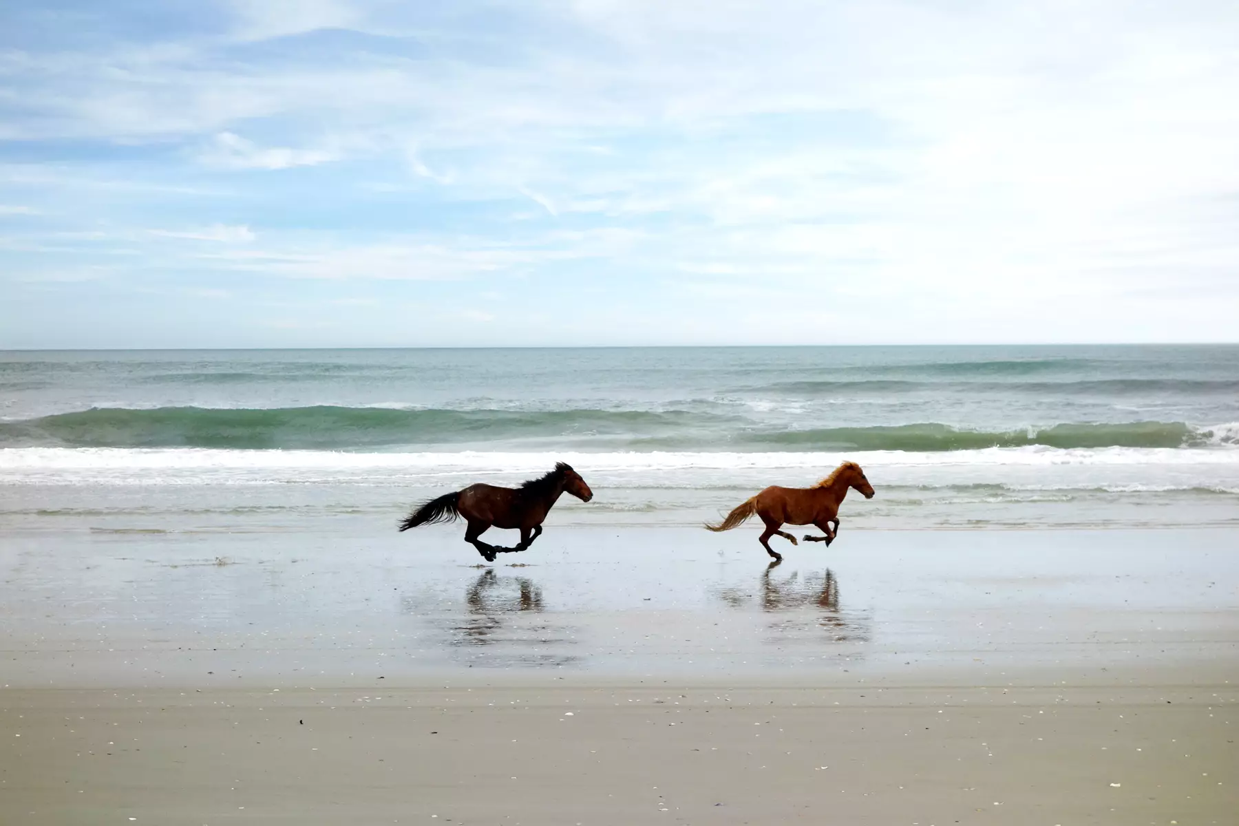 Dua kuda liar di pantai di Corolla on North Carolina Outer Banks