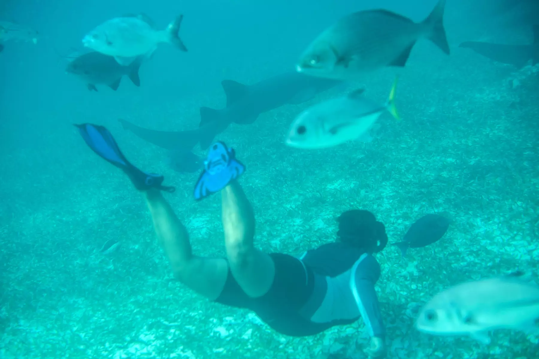 Wong wadon snorkeling ing terumbu karang Hol Chan Marine Reserve ing pinggiran desa San Pedro, ing Ambergris Cay, Belize