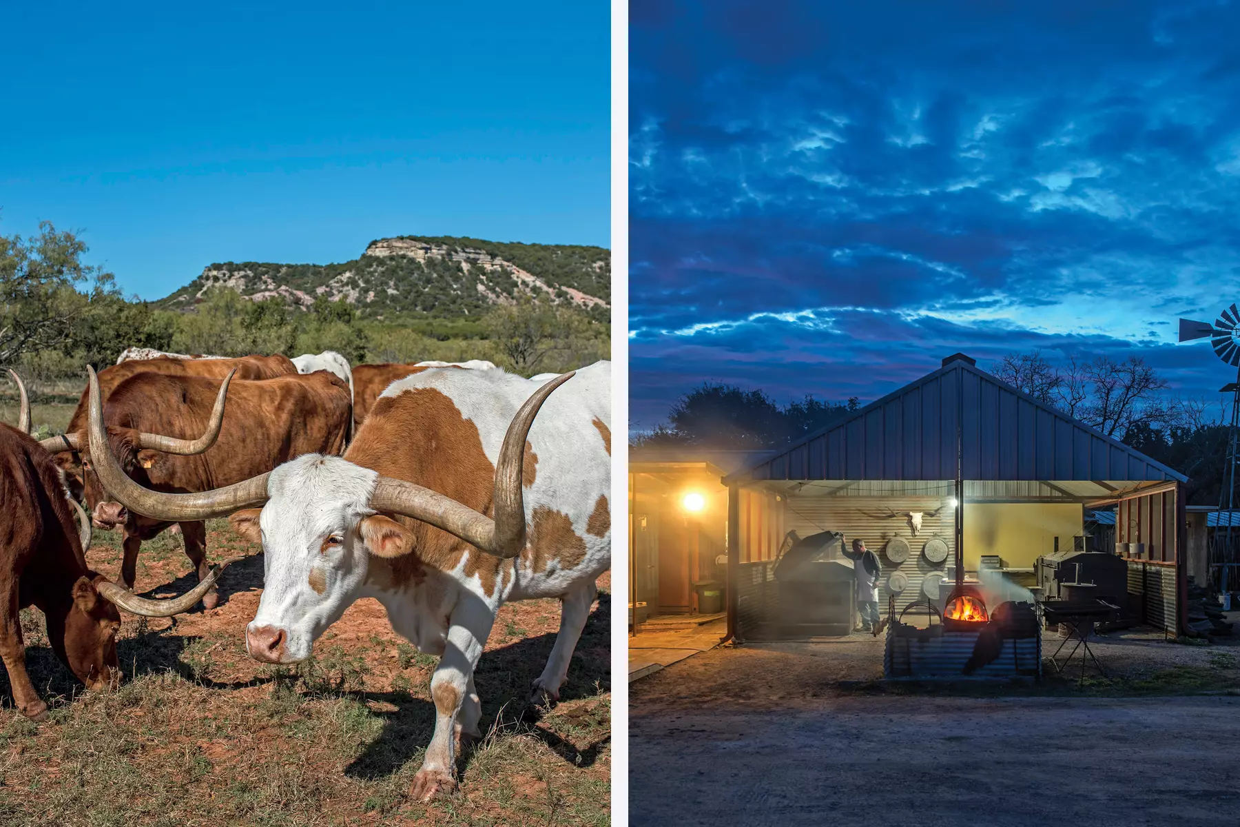 Longhorns i cases ranxos a Perini Ranch a Texas