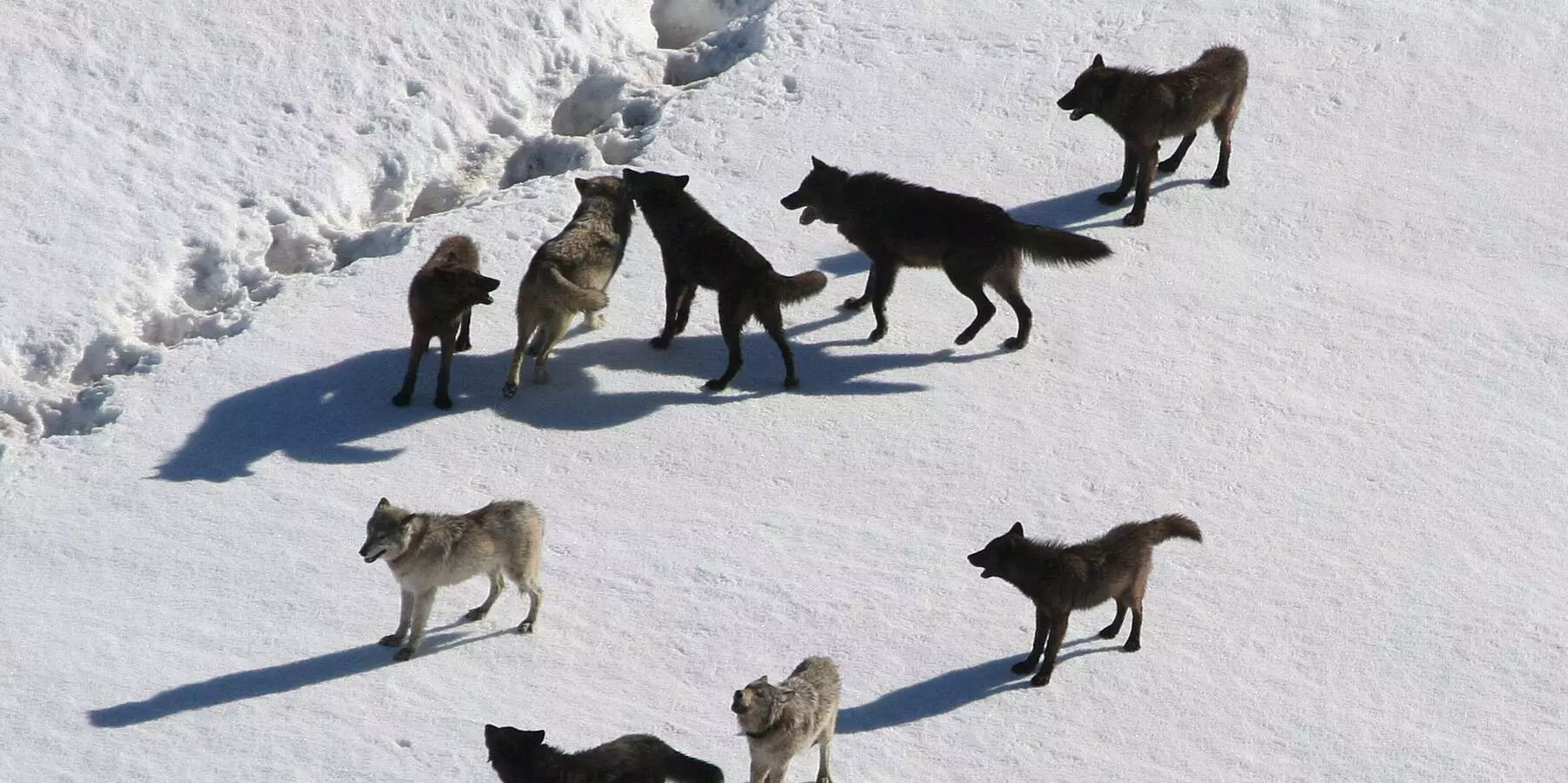 De bêste tiid om wolven yn Yellowstone te sjen is no