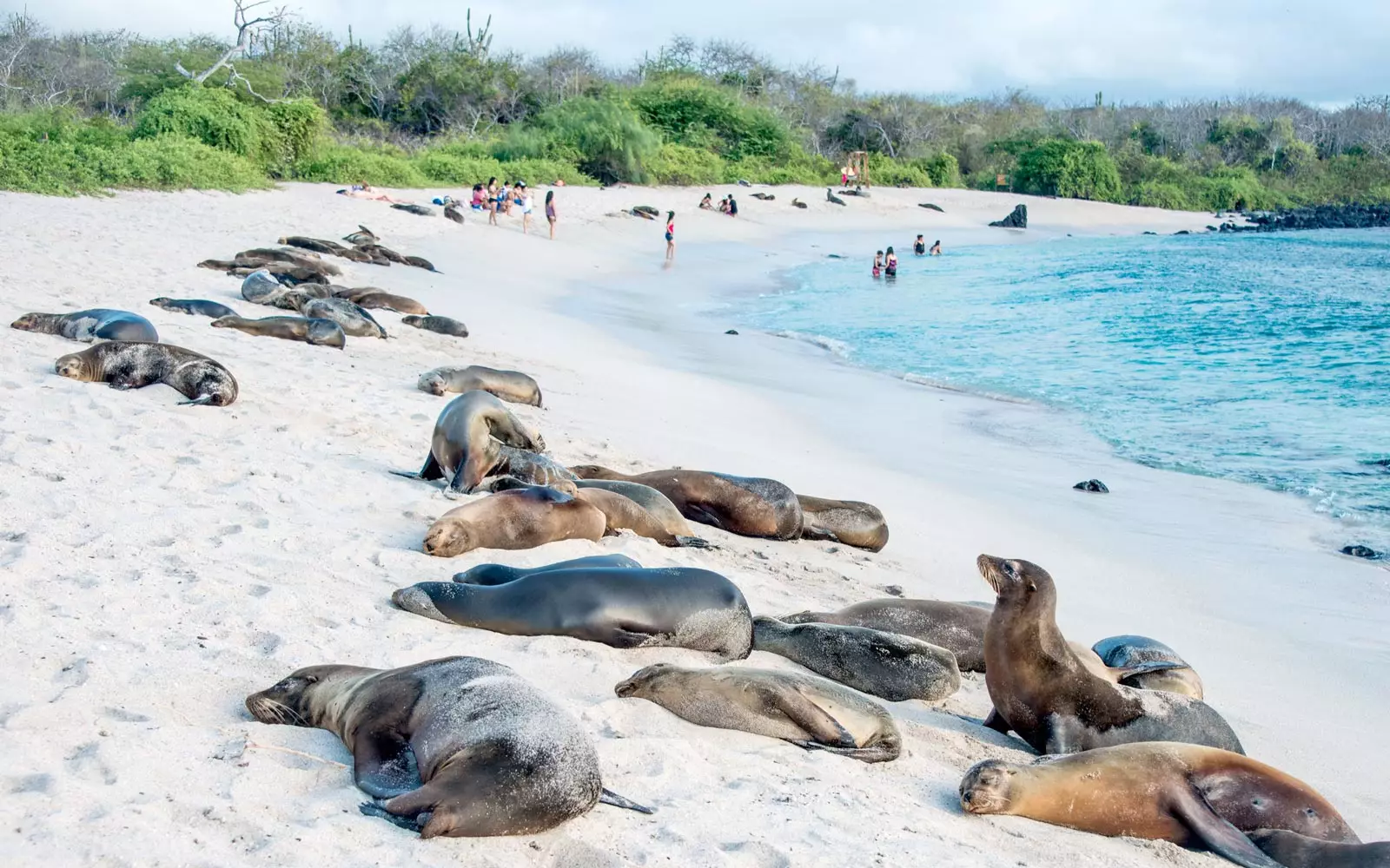 Ynysoedd y Galapagos