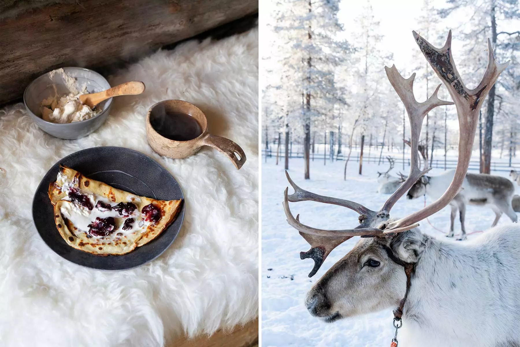 Scènes uit de Finse regio Lapland. Links een Finse pannenkoek met bosbessen en room op een donker bord; rechts een zijprofiel van een wit rendier